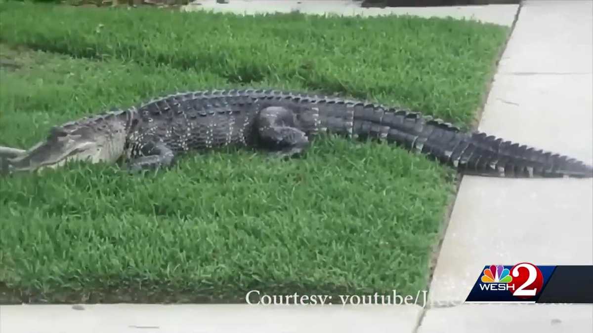 Gator mating season prompts uptick in sightings