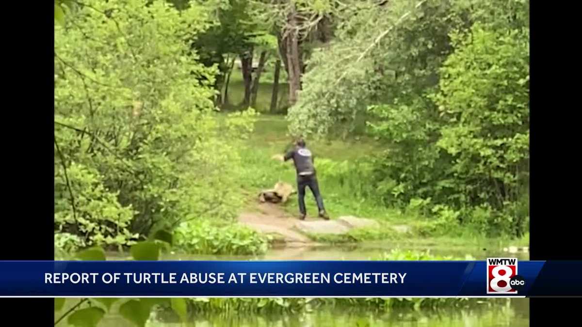 Authorities investigating alleged turtle abuse in Portland