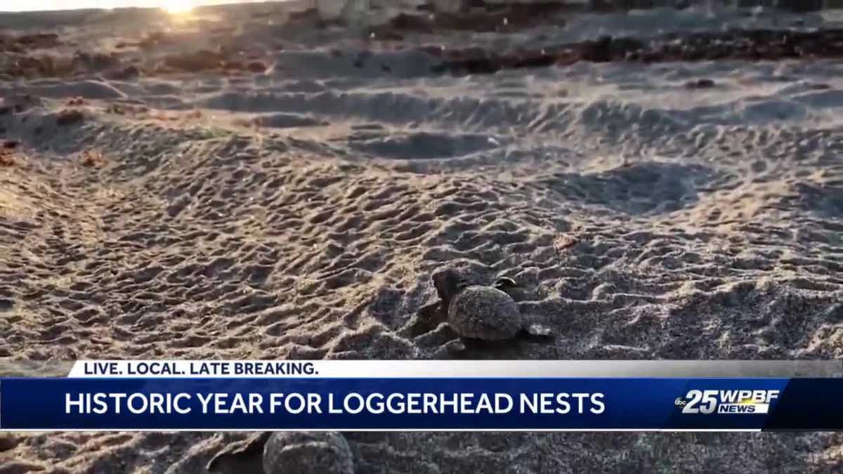 Loggerhead Marinelife Center announces third-highest record-breaking ...