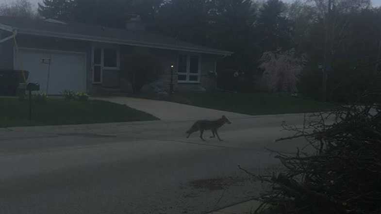 Coyote spotted near Glendale school bus stop