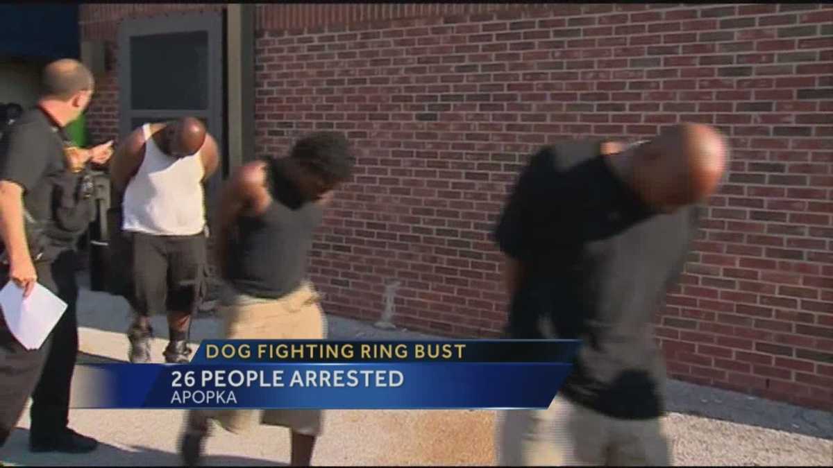 Dog-fighting ring dismantled, 26 arrested