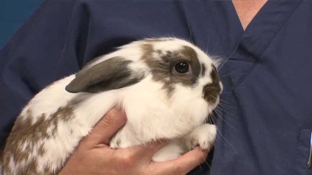 Rabbit recovering after being found in river with rope around neck
