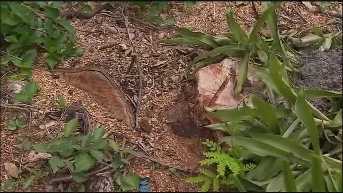 Woman says she was swindled in tree service scam