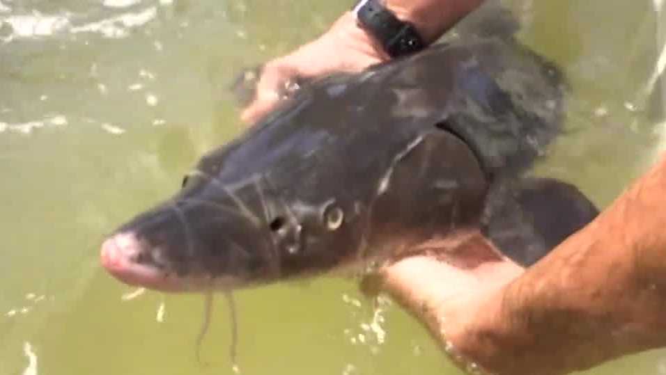 Endangered shortnose sturgeon found in Connecticut River