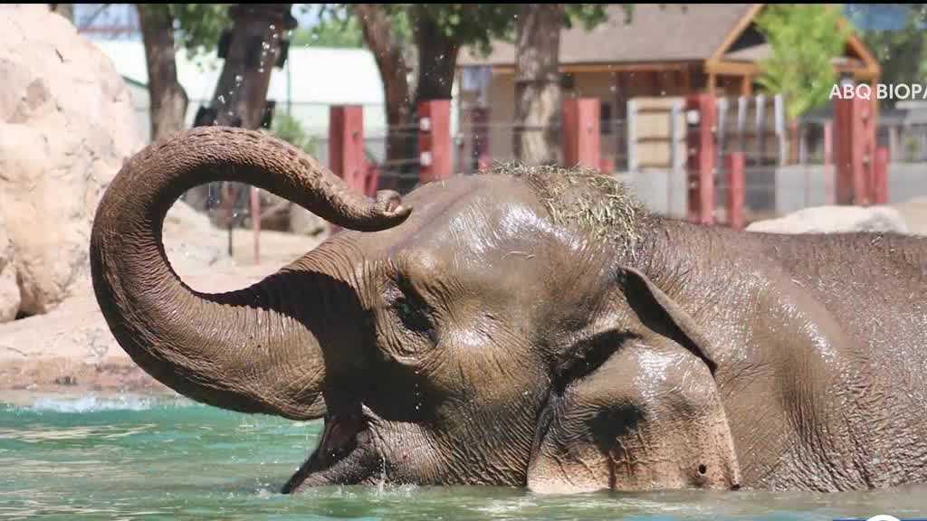 Baby elephant expected to arrive to ABQ BioPark later this year