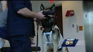 Custom protection for one of Cincinnati's furry protectors