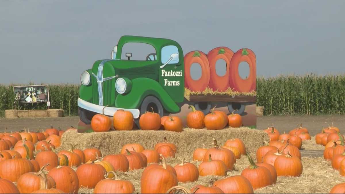 Patterson farm features drought-themed corn maze