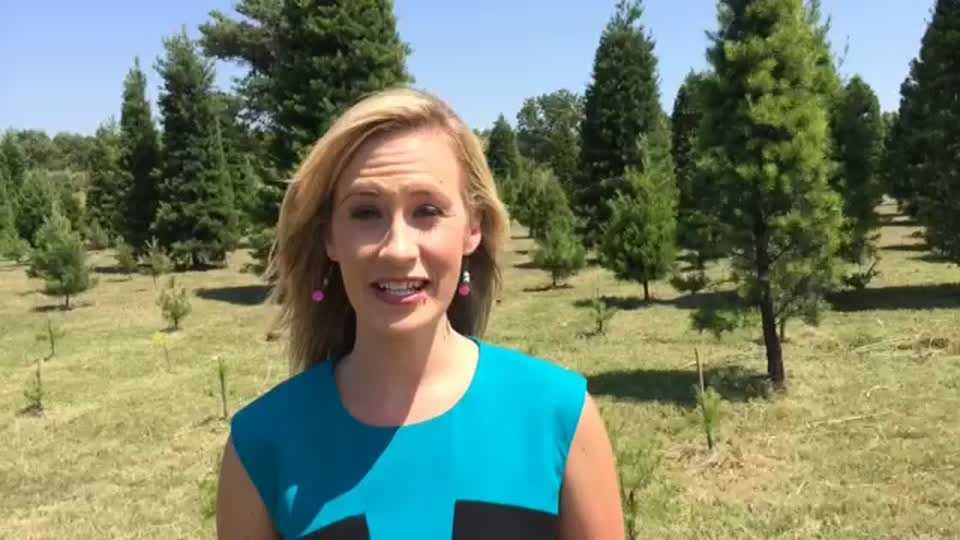 Christmas Tree crop is booming