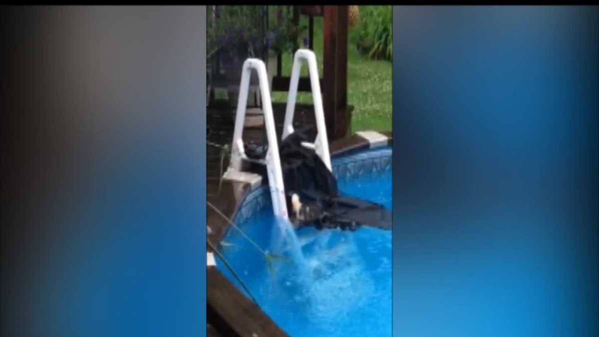 Skunk found swimming in Maine couple's pool