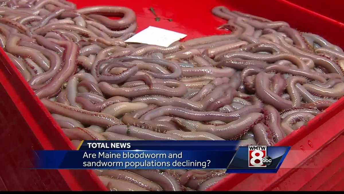 Why Maine bloodworm, sandworm populations may be dwindling