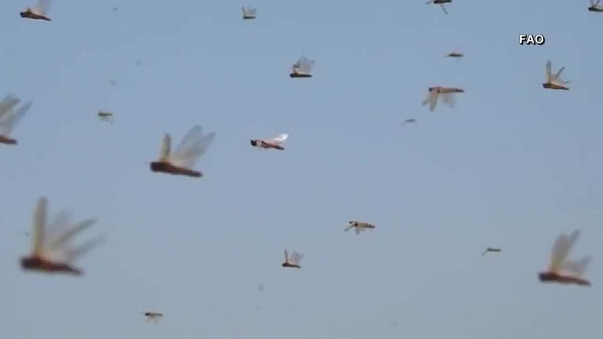 Locust outbreak spreads across east Africa