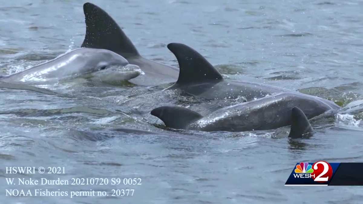 Study on Florida dolphins reveals new insight into their relationships