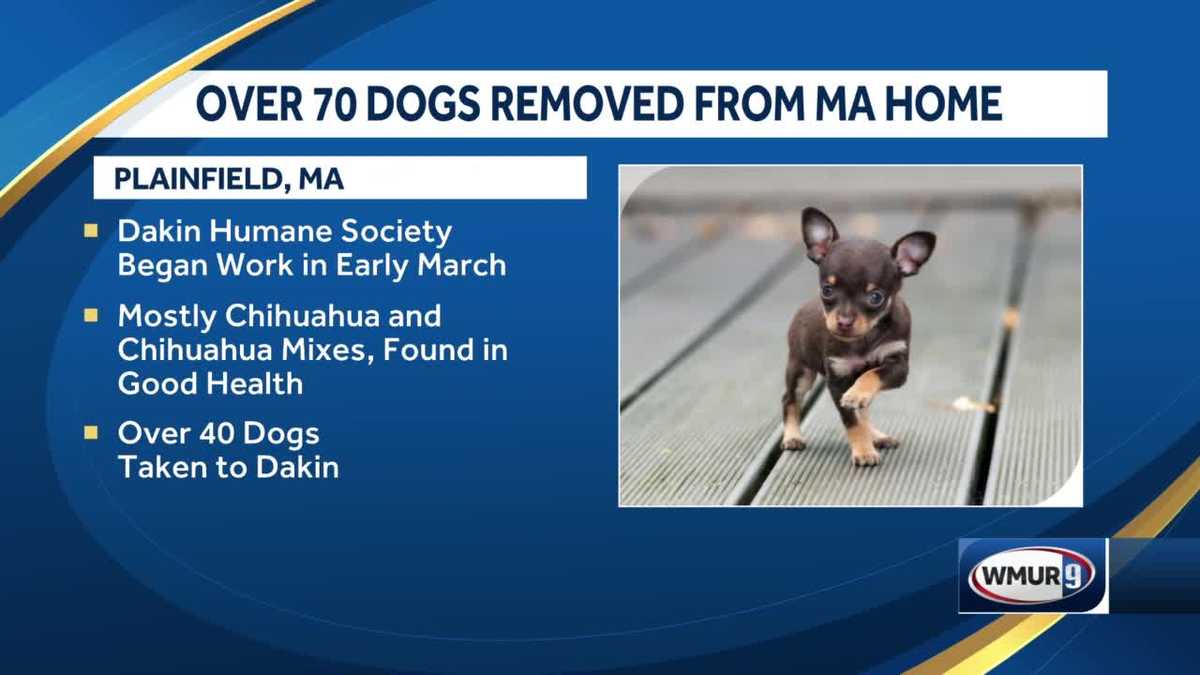 More than 70 dogs found in a New England home