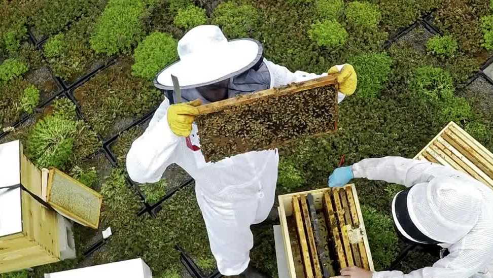 Bee hives sitting atop Concord courthouse as part of pollinator initiative