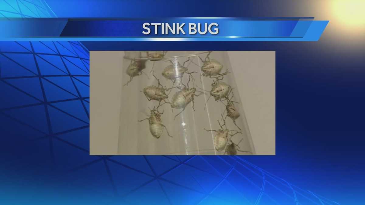 Wisconsin sees rise in asian stink bug