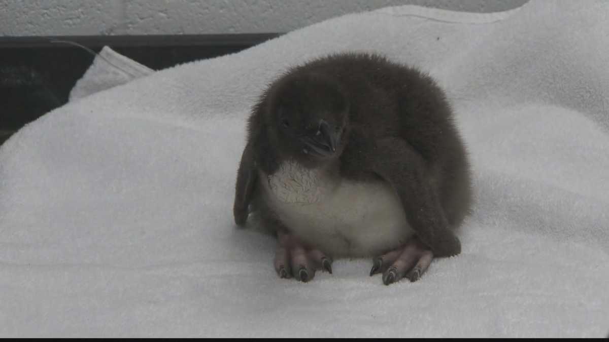 Meet Pittsburgh Zoo's baby macaroni penguin