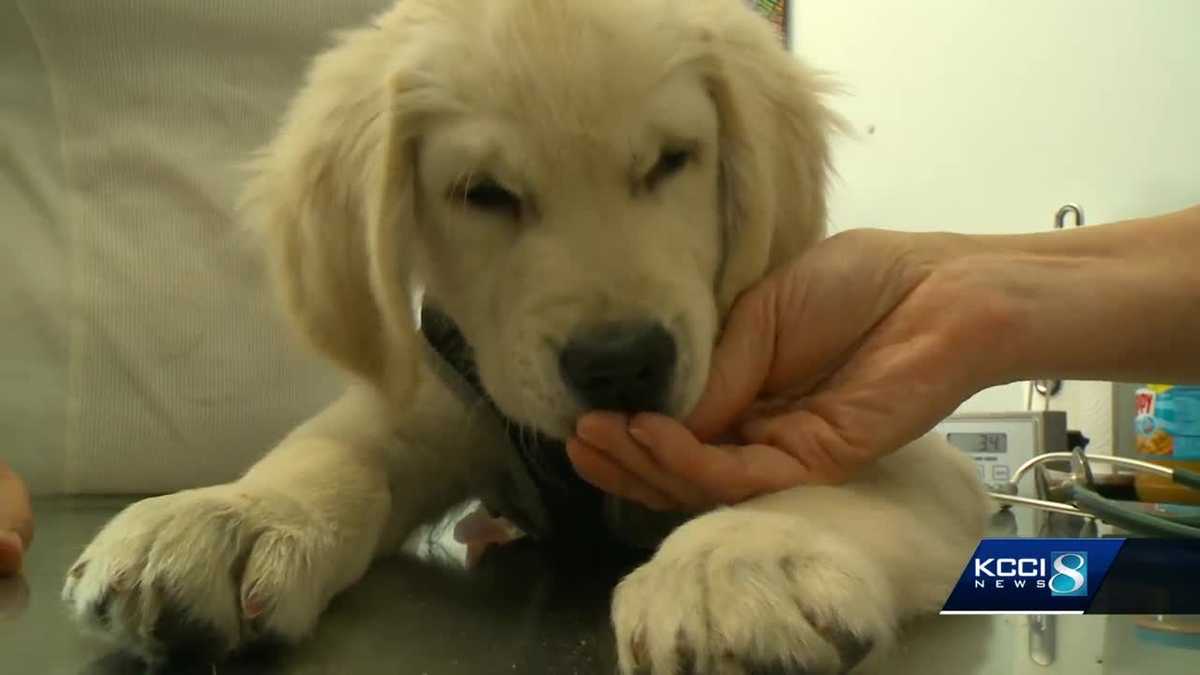 Seemingly healthy dietary fads for animals are dangerous, experts warn