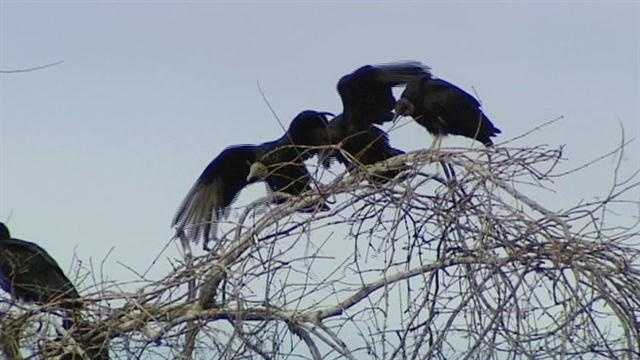 Buzzards bugging residents of Germantown, Ky.