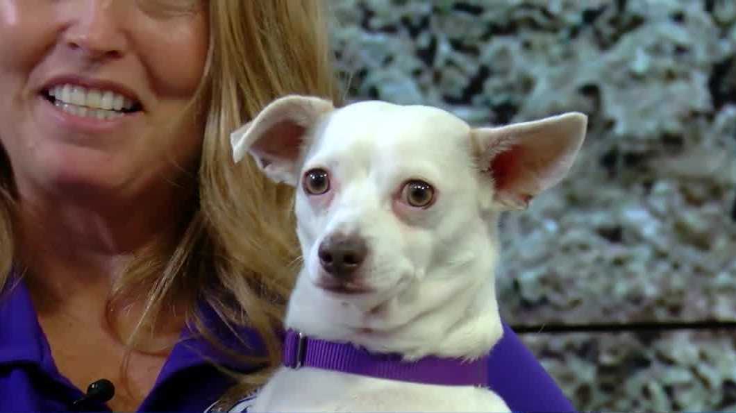 Mutts and Meows with the Gulf Coast Humane Society: Meet Toby