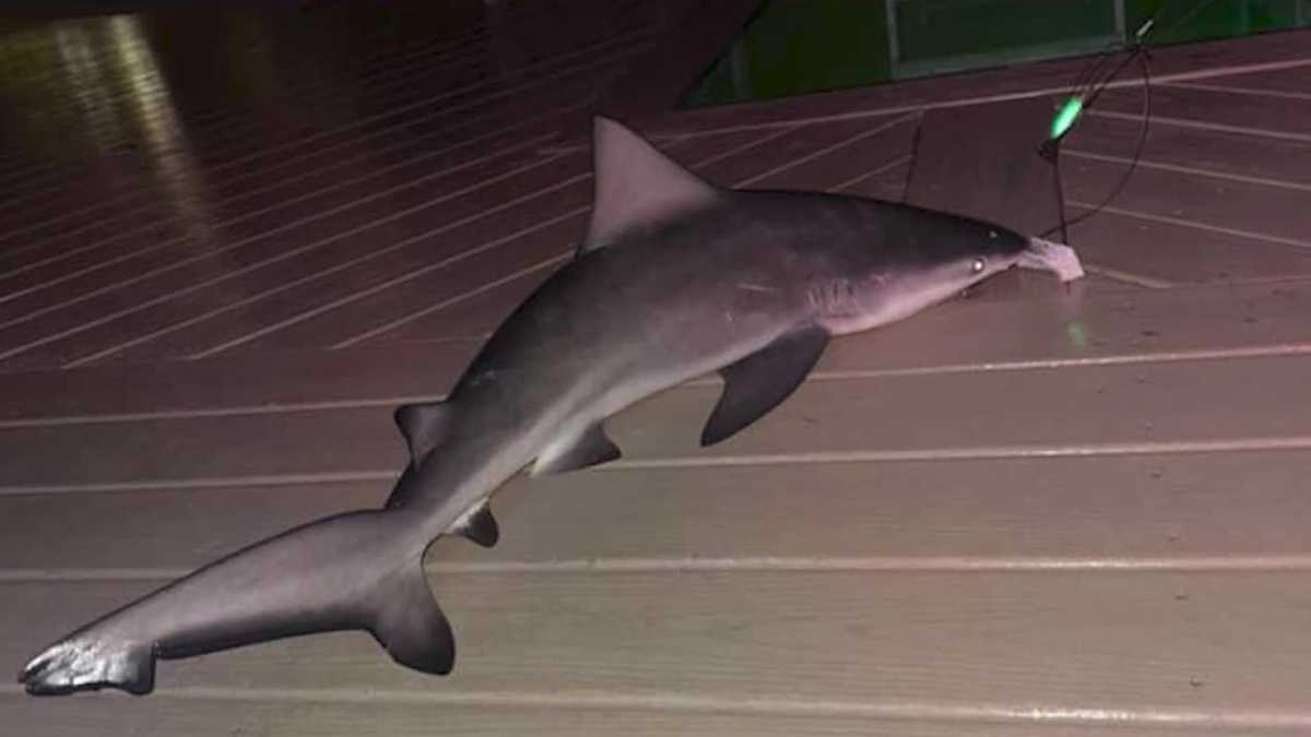 Family catch and releases 4 sharks in Cape Coral canal