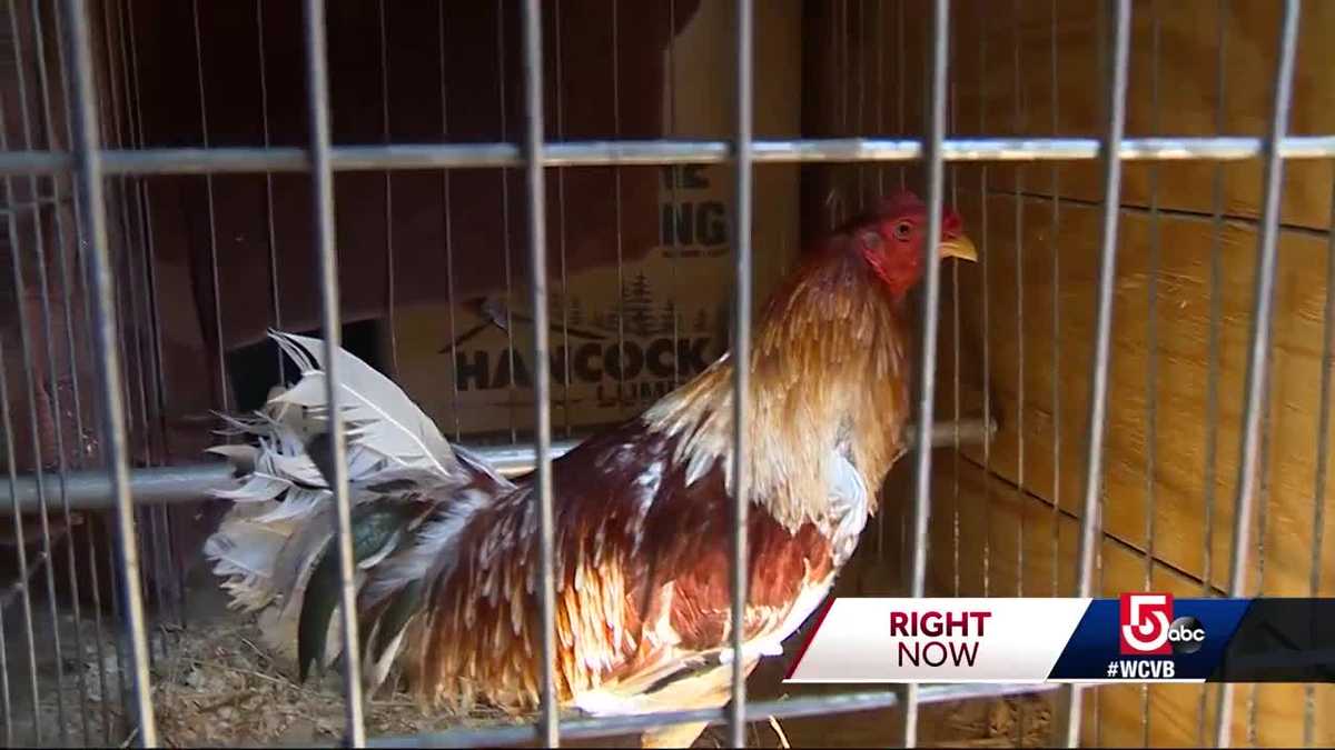 Hundreds of fighting roosters rescued in historic bust