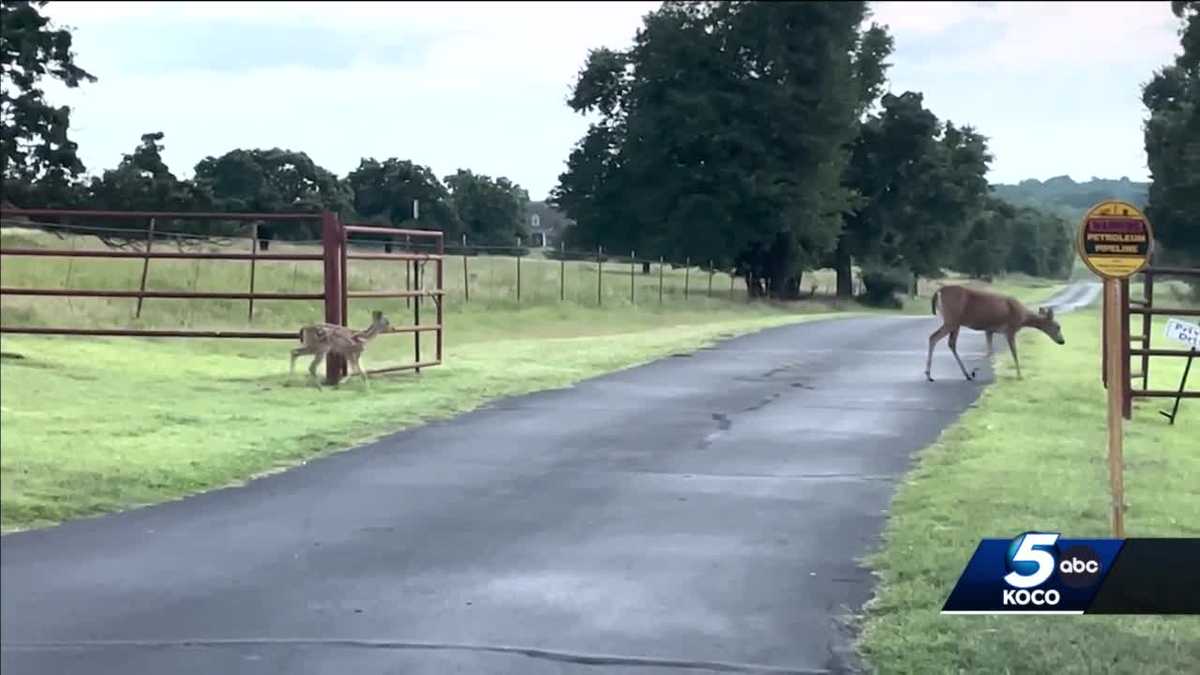 Oklahoma see record high for hunters harvesting white tailed deer