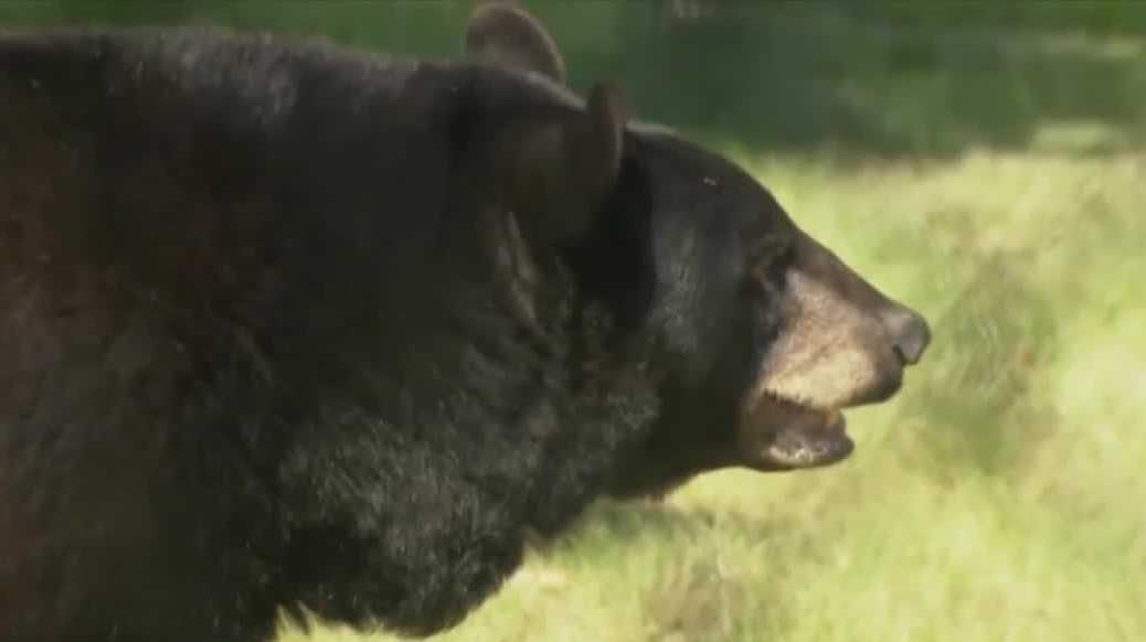 Fatal Collier County bear attack prompts expert safety warnings and ...