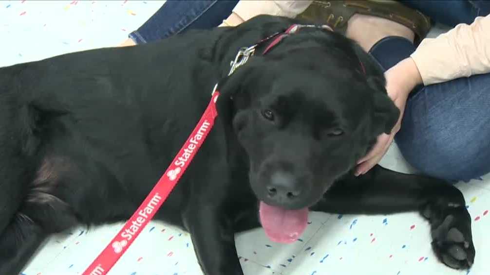 Meet Dodger: The City of Pittsburgh's arson dog
