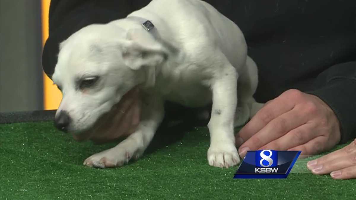 Pet of the Week: Casper the Dog