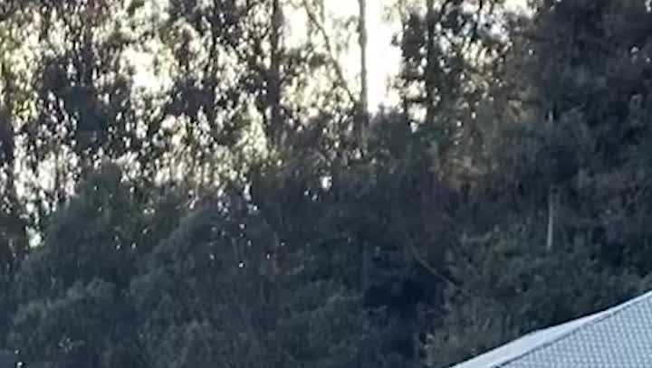 Video: Bull makes its way through a California backyard