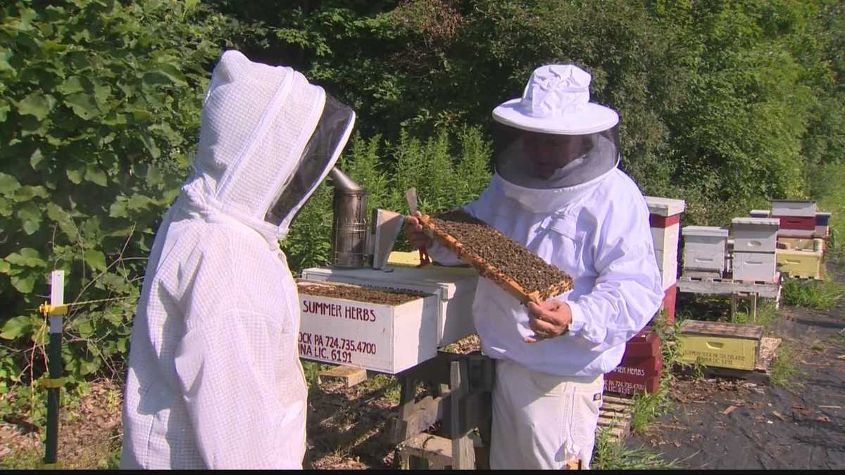 Local beekeeper working to save honey bees
