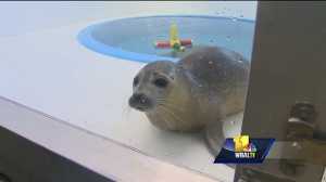 National Aquarium transforms 'Megatron' seal