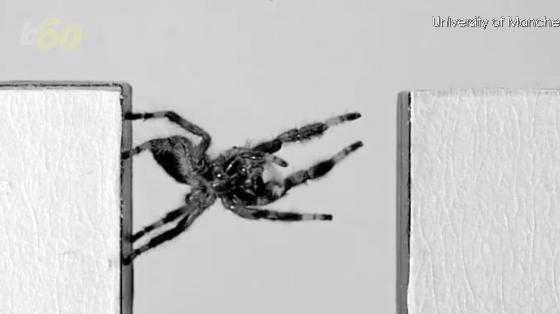Scientists have taught this spider how to jump on command