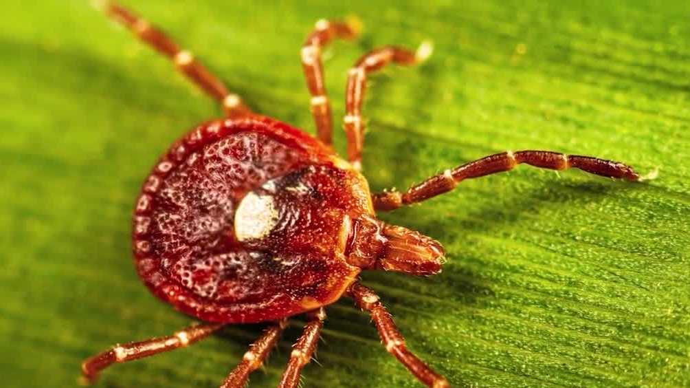 Mainers see surge in tick activity as Lyme disease concerns rise