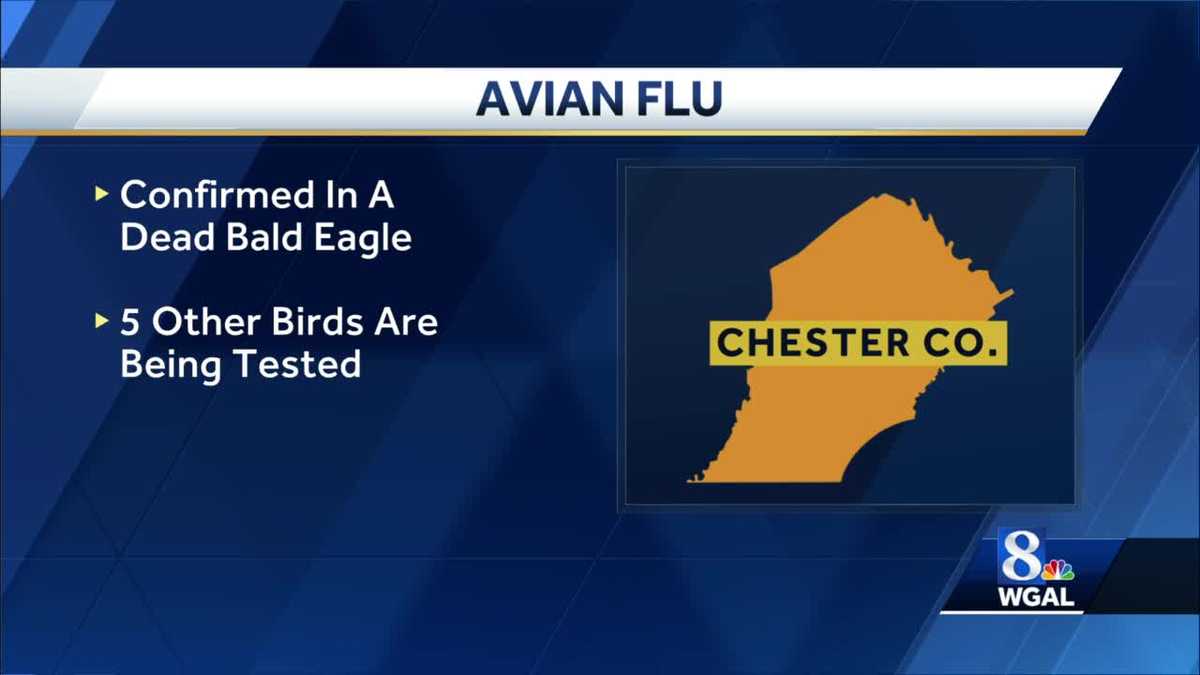 Avian flu found in Pennsylvania