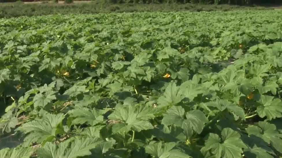 Summer crops ready for picking at NH farms after cold, wet spring