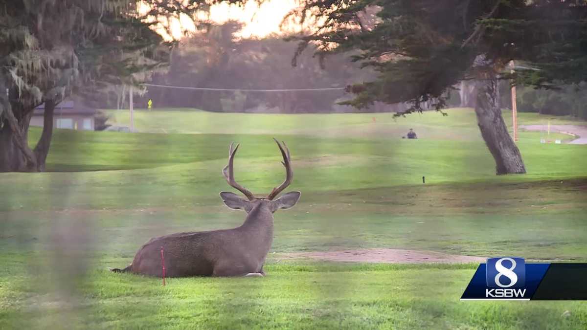 Pacific Grove deer showing more aggressive behavior during rutting season