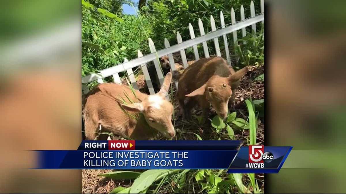 Police investigate cruel killing of baby goats