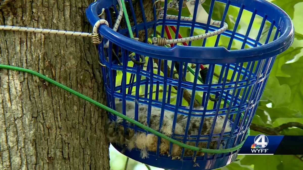 South Carolina: Makeshift nest saves owlets