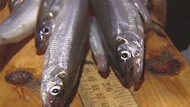 Scientists work to better understand forage fish in Lake Champlain