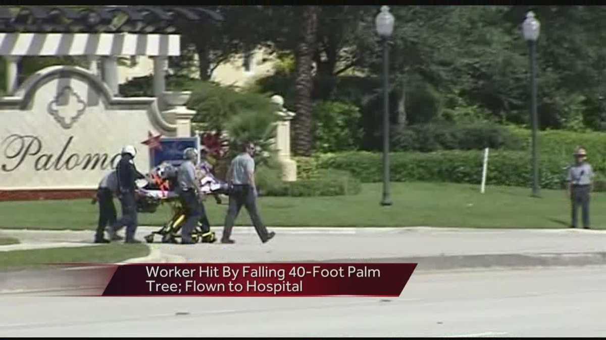 Palm tree falls from crane onto worker down below