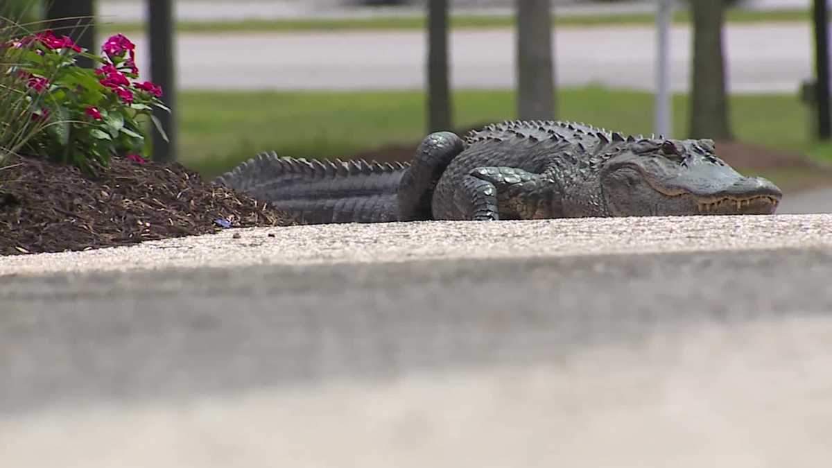Gator sighting: 6-foot reptile catches some sun at Bluffton's Technical ...