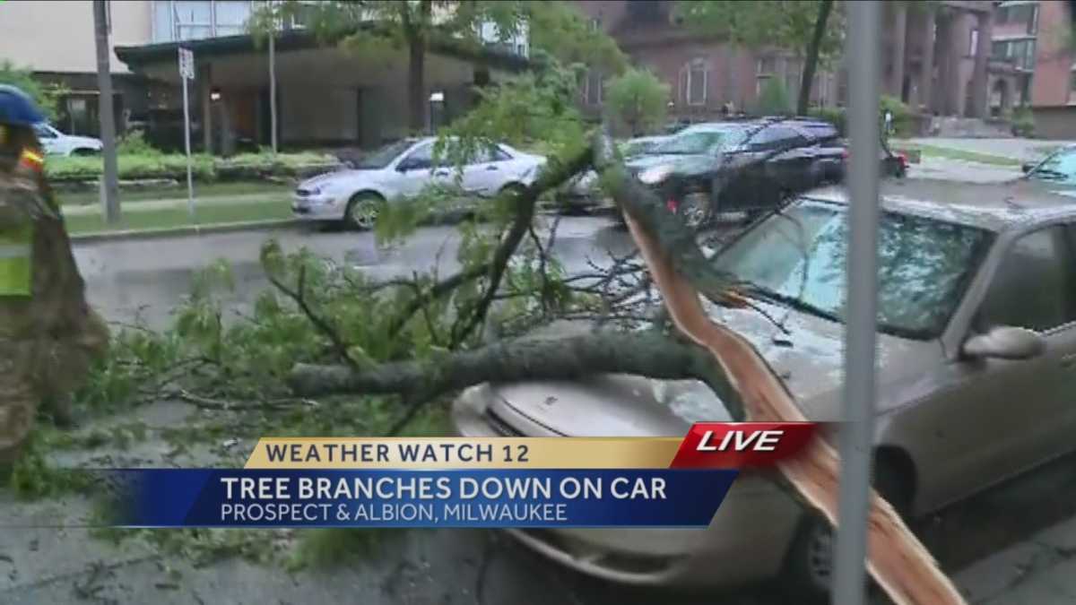 More rains cause downed trees in Milwaukee More rains cause downed trees in Milwaukee