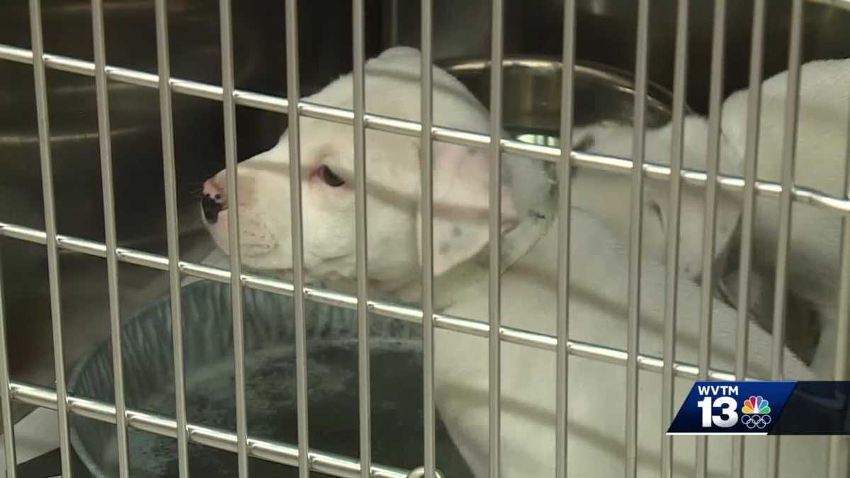Greater Birmingham Humane Society in need of foster families