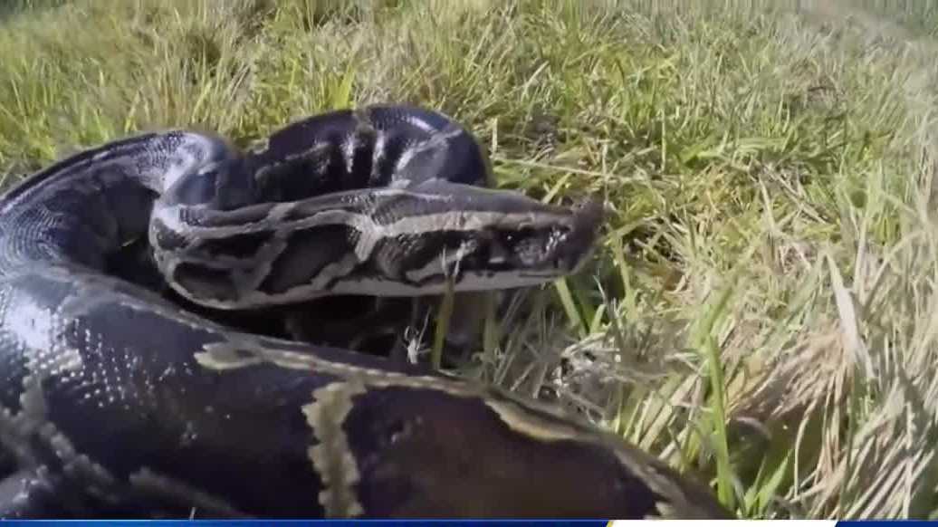 Annual python challenge aims to reduce Everglades species