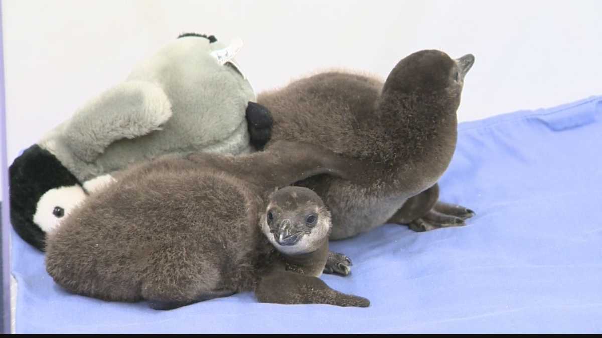 Penguin babies make debut at National Aviary