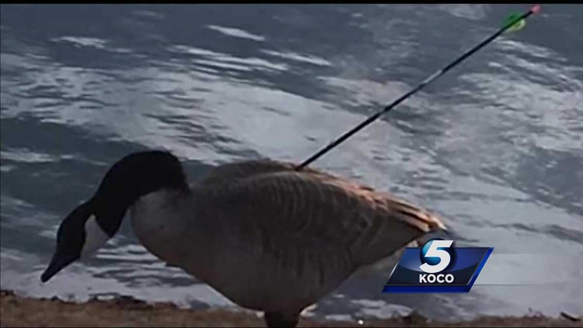 Metro-area residents help goose shot with arrow