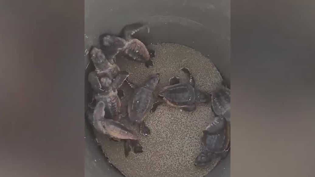 Record-breaking sea turtle nesting season in Florida