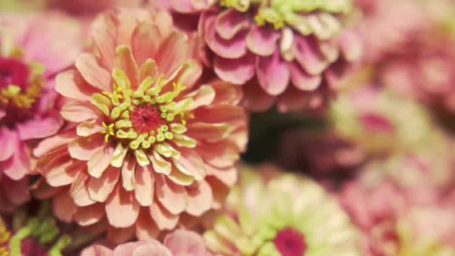 Maine farm offers Flower CSA program with affordable options, promoting ...