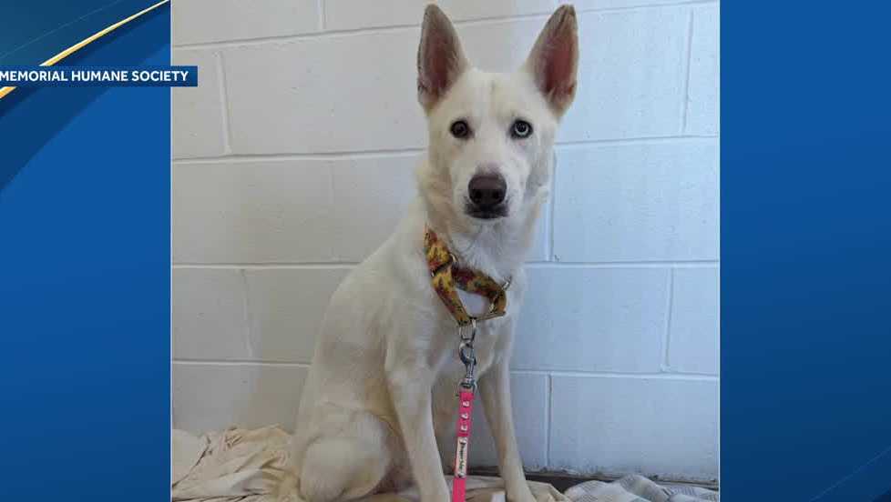 Dover animal shelter is caring for nearly a dozen huskies